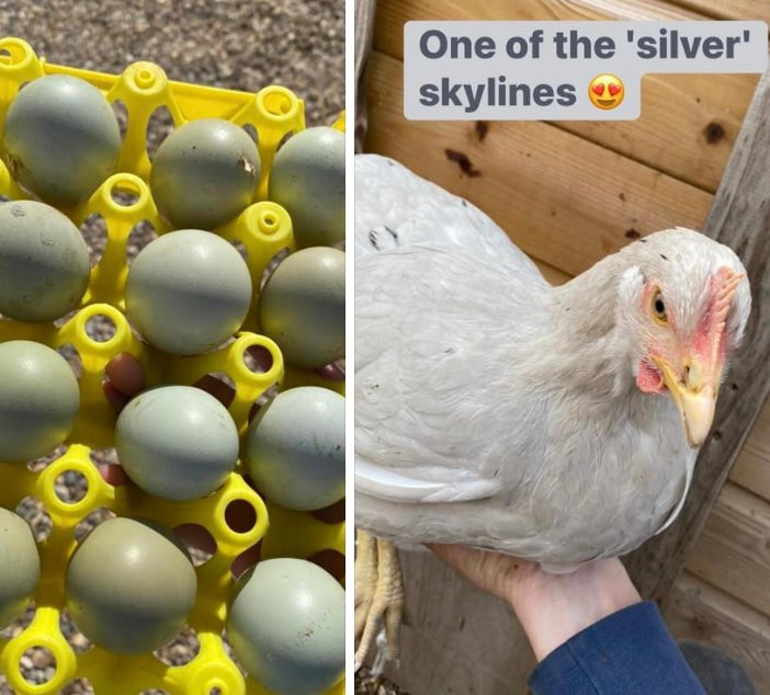 Silver skyline hens (green egg layers) – The Hatch Shed
