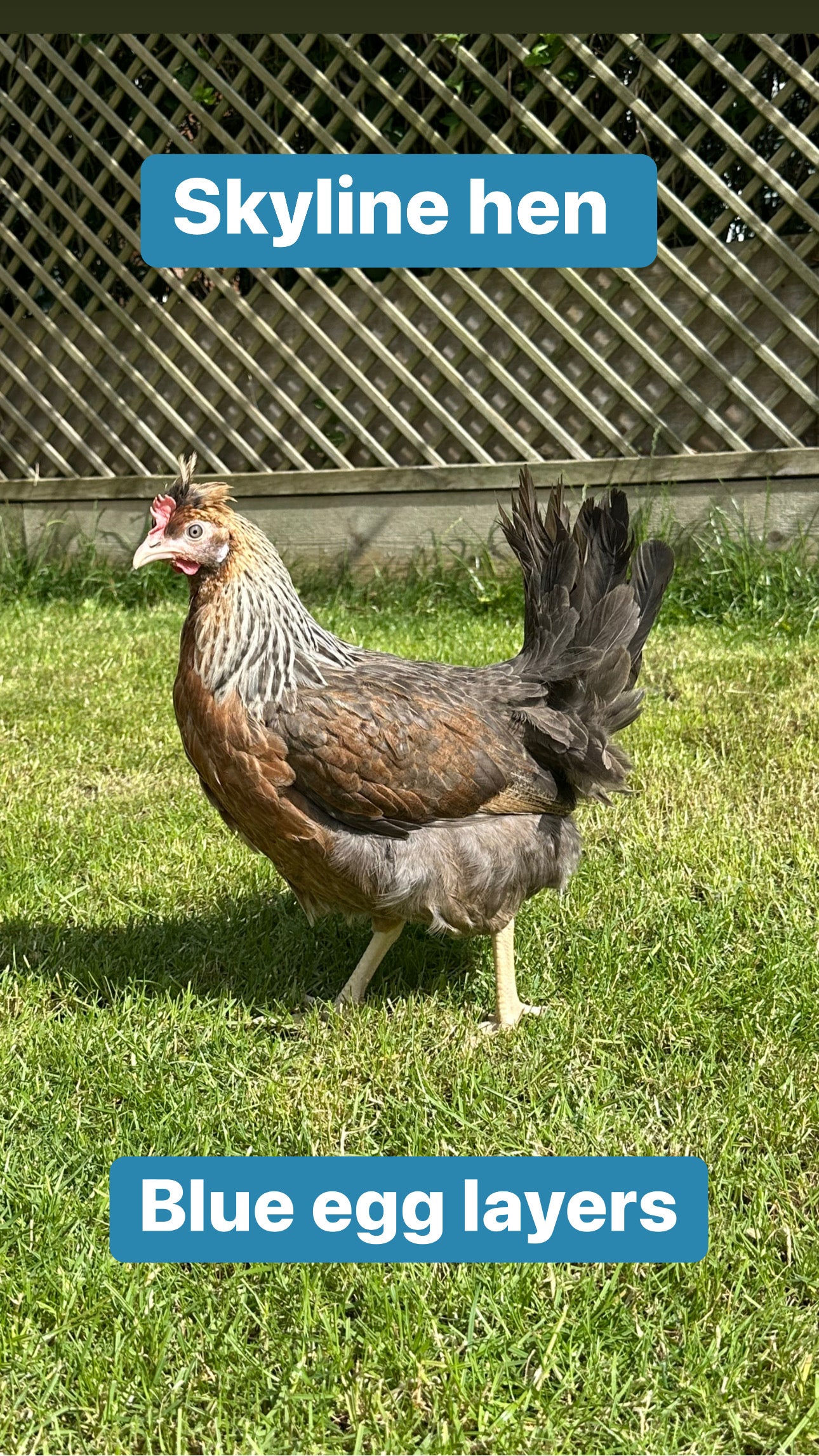 Skyline hen – The Hatch Shed