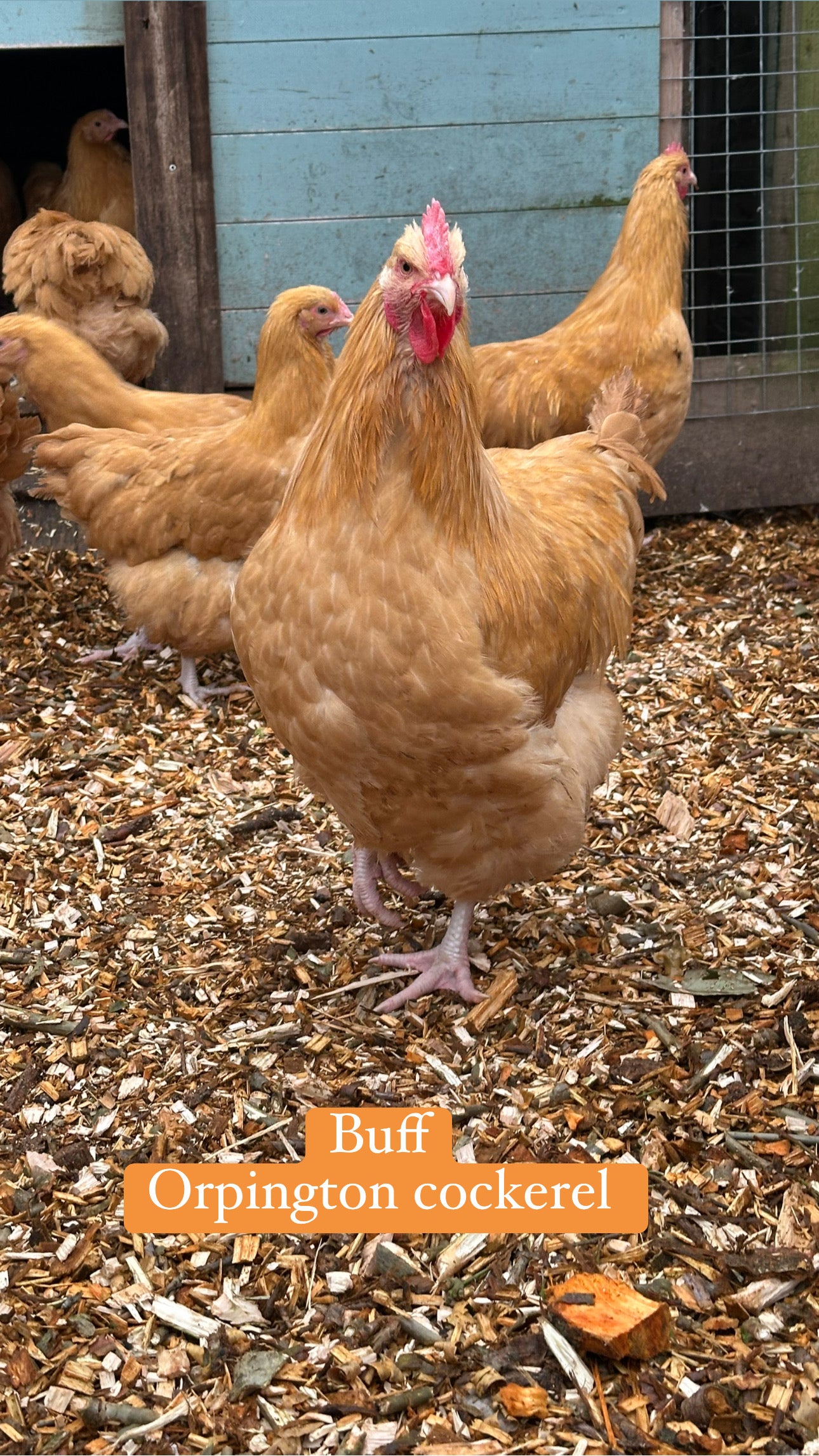 Buff Orpington Cockerel – The Hatch Shed